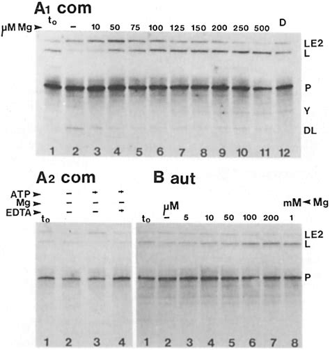 A Biochemical Uncoupling Of The First And Second Splicing Steps In
