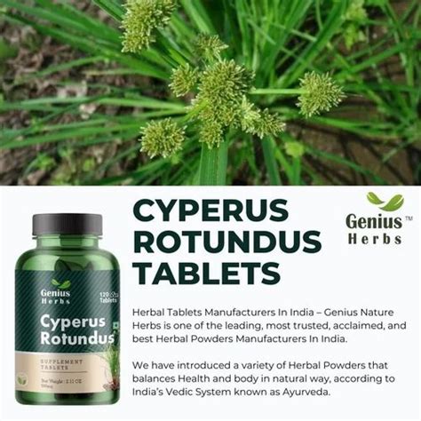 Round Cyperus Rotundus For Plant At Rs 240kg In Coimbatore Id