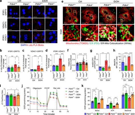 Pdk4 Deficiency Suppresses Etoh Induced Mam Formation And Mitochondrial Download Scientific