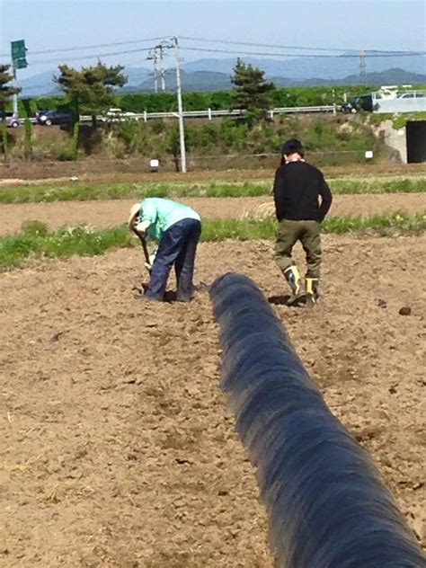 みんなの栽培日記2015 05 05 福島市佐倉下の畑にて いいたて雪っ娘通信
