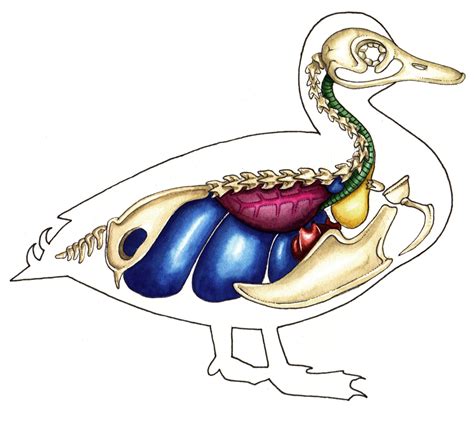 Bird Internal Anatomy