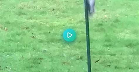 When You Get Tired Of Squirrels Raiding The Bird Feeder So You Grease