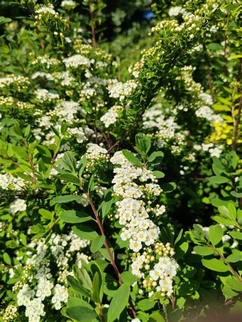 Spiraea Cantoniensis Is A Species Of Plant Native To China Belonging