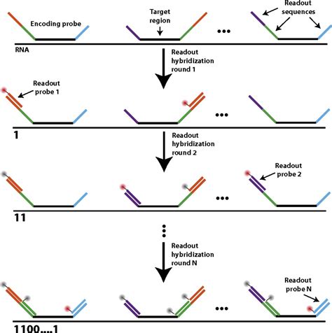 High Throughput Single Cell Gene Expression Profiling With Multiplexed Error Robust Fluorescence