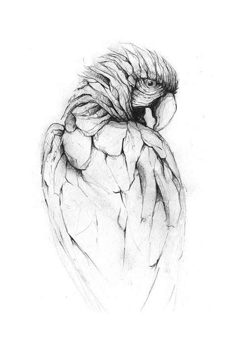 How To Draw A Realistic Parrot Scarlet Macaw Step By Step Drawing Guide