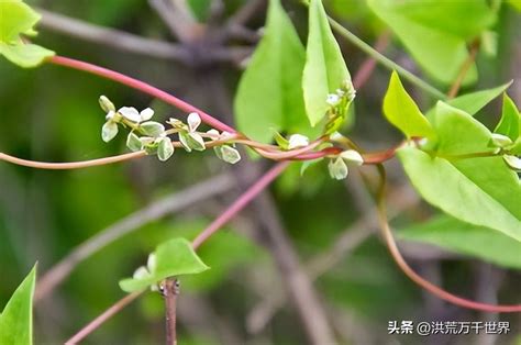 单子叶植物与双子叶植物的区别（单子叶植物茎和双子叶植物茎的区别） 说明书网