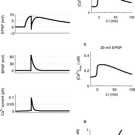 Ca² dynamics in response to paired pre and post synaptic spikes