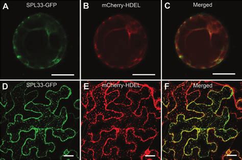 Subcellular Localization Of Spl33 Protein A C Rice Protoplast