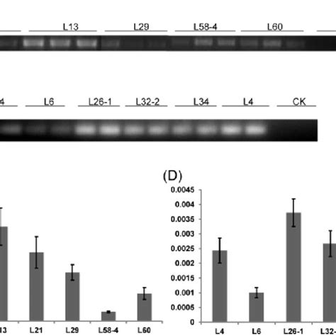 Rt Pcr And Qrt Pcr Analysis Of T1 Transgenic Cotton Plants A Rt Pcr
