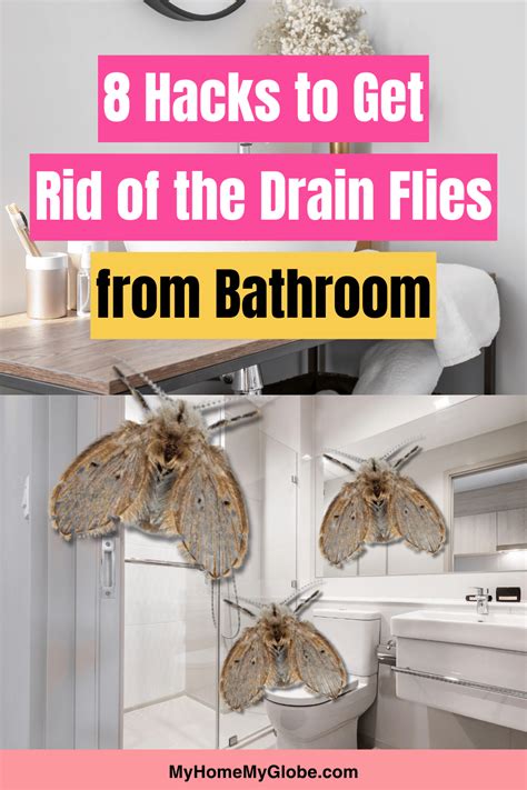 Best 12 How To Get Rid Of Drain Flies In The Bathroom Artofit