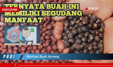 Temukan 7 Manfaat Buah Jernang Yang Jarang Diketahui