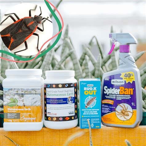 Maple Bugs What Are They And How To Get Rid Of Them