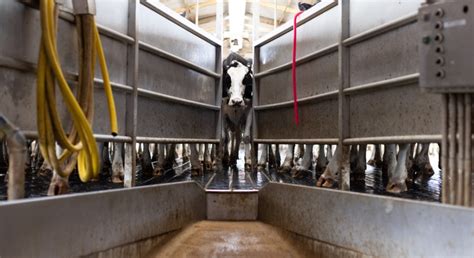 Nmc Webinar Features Selective Dry Cow Therapy Morning Ag Clips