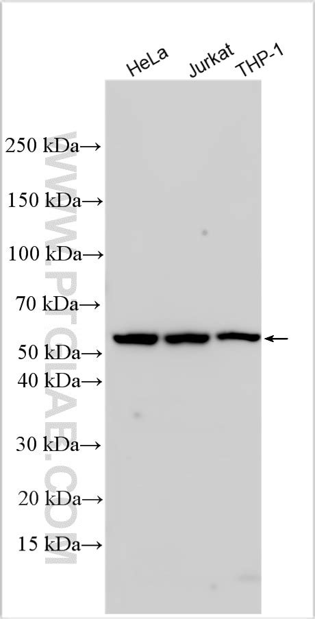 Lilrb2 Antibody 14154 1 Ap Proteintech
