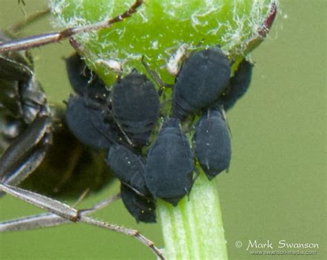 Aphids Bugguide Net