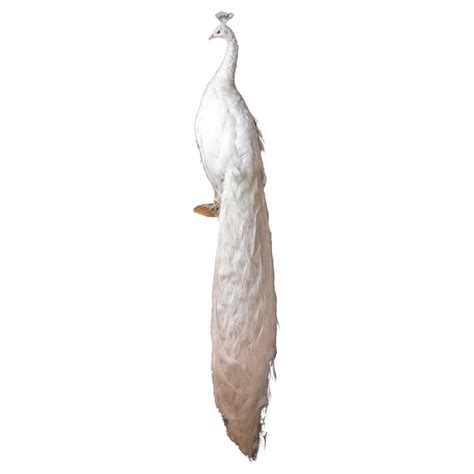Albino Peacock