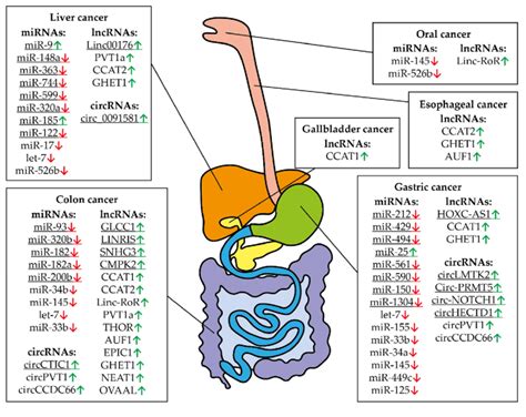 Controlling MYC RNAs In Different Types Of Digestive System Cancers