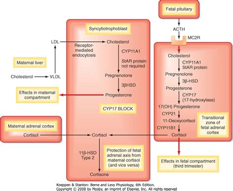 The Male And Female Reproductive Systems Berne And Levy Physiology 6th Ed