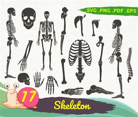 SKELETON PARTS SVG Skeleton Svg Skeleton Parts Png Skull Svg Cricut Cut Files Skeleton Cut