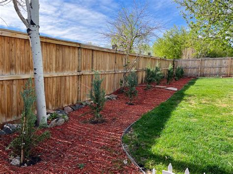 Wichita Blue Juniper Trees For Sale