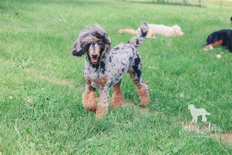 What Are Merele Poodles