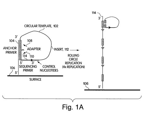 Method Of Sequencing A Nucleic Acid Eureka Patsnap