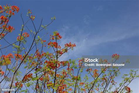 바베이도스 자존심 꽃 또는 난쟁이 Poinciana 꽃 울타리 낙원 꽃 공작의 문장 바베이도스의 자존심 계절에 대한 스톡 사진