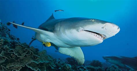 El Increíble órgano Sexual Doble De Los Tiburones