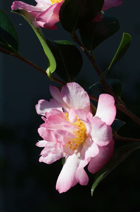Yuri Panchul Seedling Sunnyvale Carnival Camellia Of The Fall And Sun