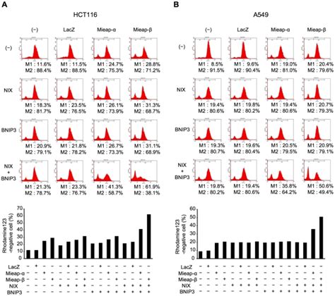 Bnip3 And Nix Mediate Mieap Induced Accumulation Of Lysosomal Proteins