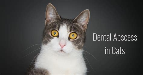 Dental Abscess In Cats Cat World