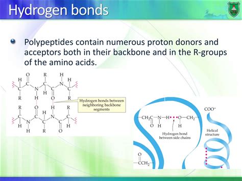 Ppt Amino Acids And Proteins Overview Powerpoint Presentation Free