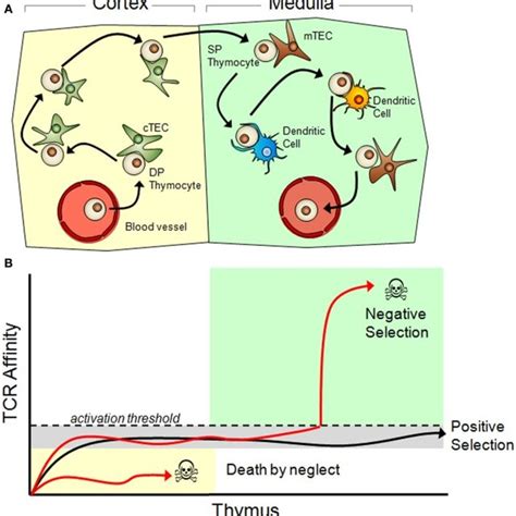 T Cell Activation The Tcr Complex Tcr α And β Chains And Cd3 And The