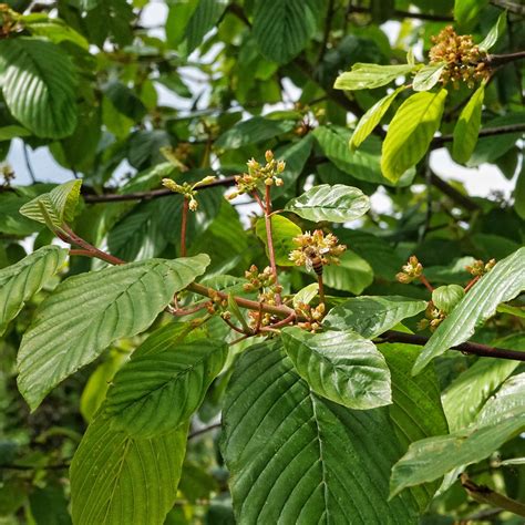 Frangula Purshiana 10000 Things Of The Pacific Northwest
