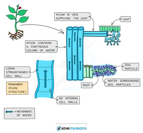 CIE IGCSE Biology 复习笔记8 1 4 Transpiration