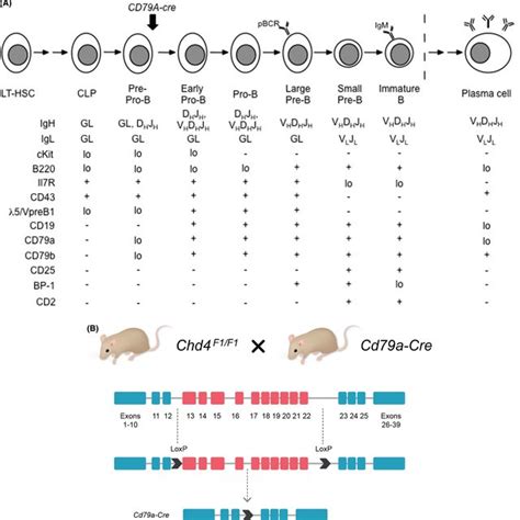 B Cell Development In Mouse Bone Marrow And Conditional Deletion Of Download Scientific Diagram