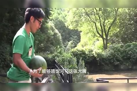 饲养员是如何给河马刷牙的网友真怕这大嘴突然合上 大嘴 河马 网友