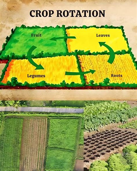 🌱 Crop Rotation A Key Practice Gardening Success Tips Facebook
