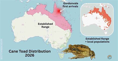 Cane Toad In Australia Invasion Guide