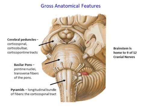 Brainstem Flashcards Quizlet