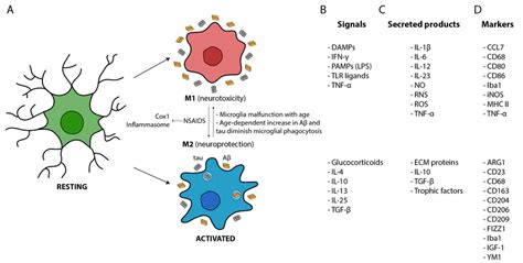 Diagram Of Polarization States Of Microglia Ab Resting Microglia