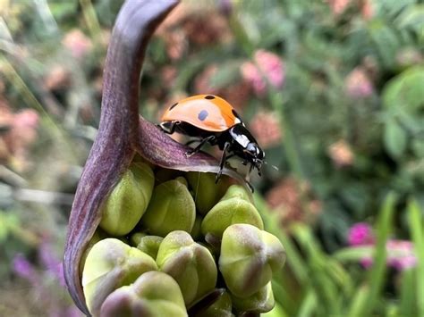 Beneficial Insects For Your Garden Wild Garden Expert