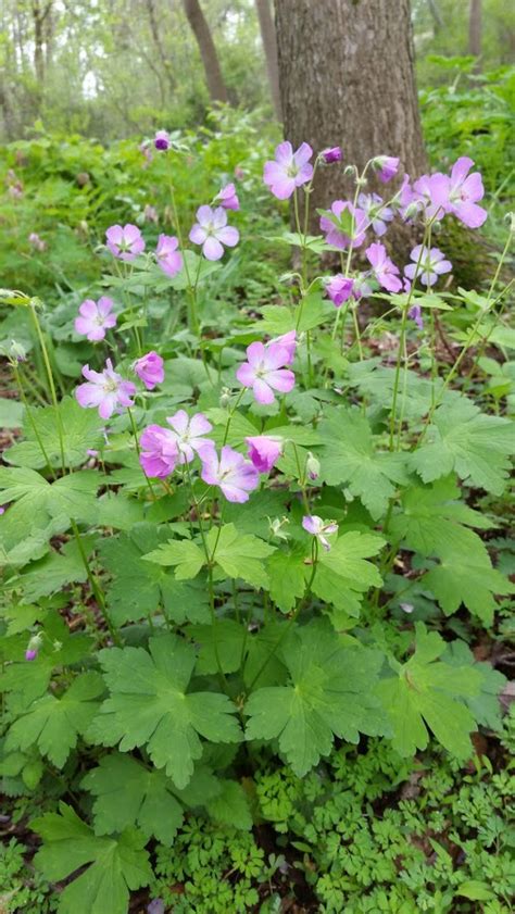 Spotted Geranium — Geranium Maculatum Nomad Seed Project