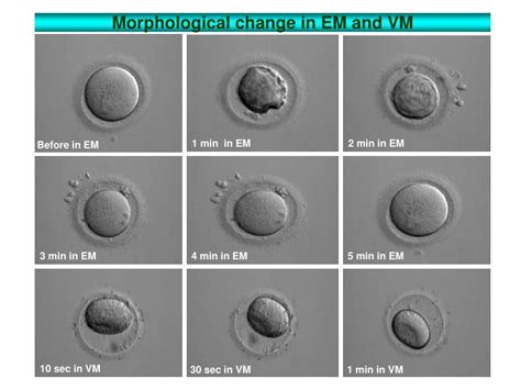PPT Fertility Cryopreservation With Oocyte Vitrification PowerPoint Presentation ID