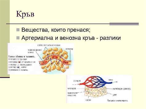 Кръвоносна система Кръвообръщение Урок за нови знания