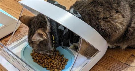 SureFeed Microchip Pet Feeder Shallow Raised Bowl By Catdad Workshop