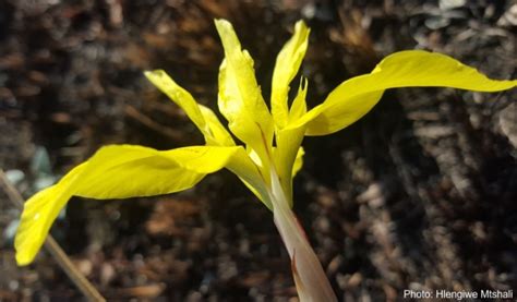 Moraea Hiemalis Plantzafrica