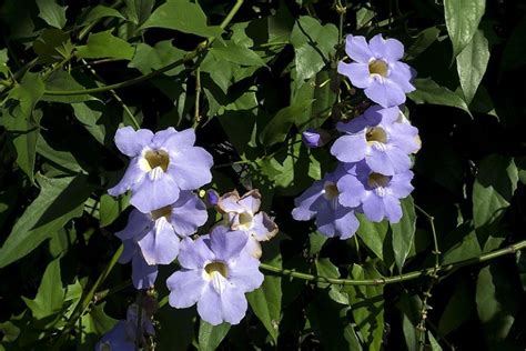 ดอกสร้อยอินทนิล เกษตรตำบล ศูนย์รวมข้อมูลเกษตร พันธุ์ไม้ เมล็ดพันธุ์ ปุ๋ย เกษตรธรรมชาติ อัพเดด