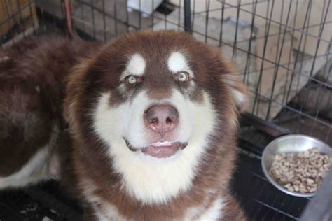 Lovelypuppy 20131217 Alaskan Malamute ~ The Giant Dog ~ Puppies