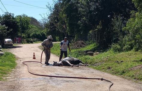 Cavalo Morre Após Sofrer Ataque De Abelhas Em Minas Do Leão E Duas